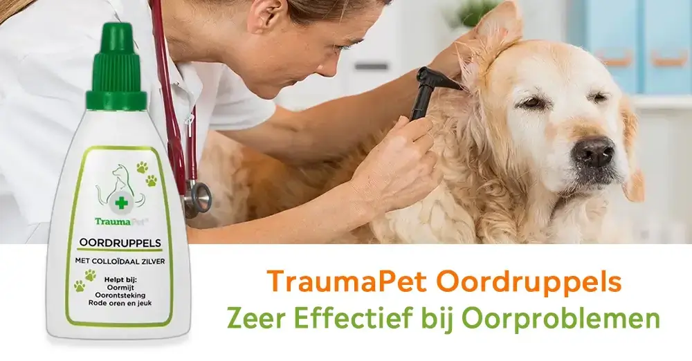 Oordruppels voor honden | TraumaPet bij oorproblemen